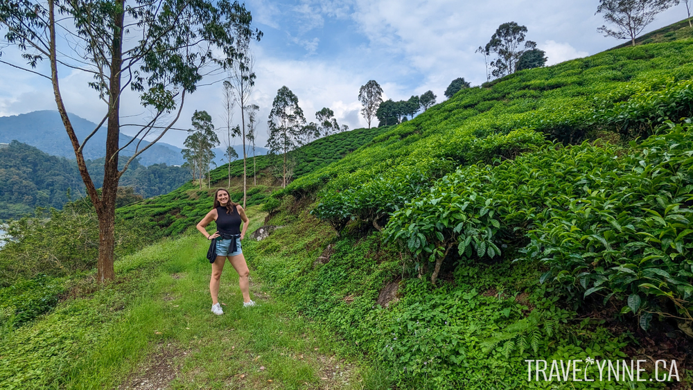 Explore Cameron Highlands - Day Trip from Kuala Lumpur — Travelynne