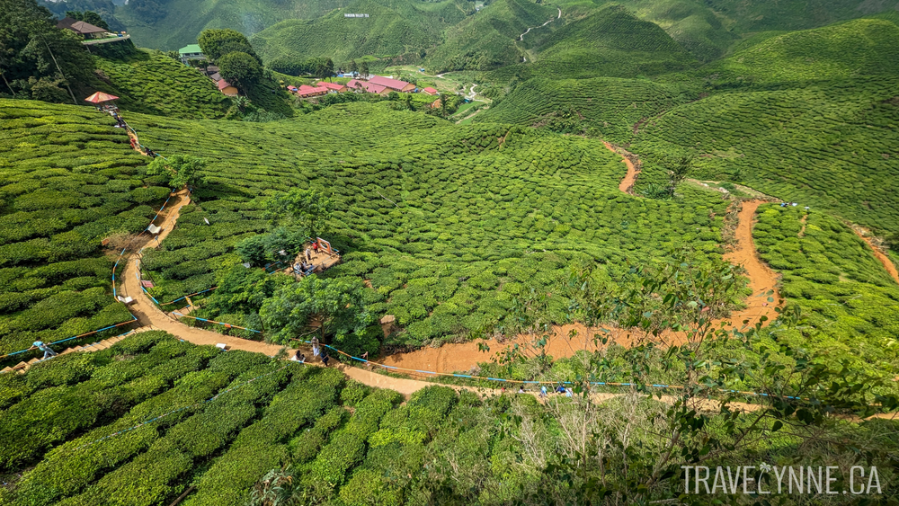 Explore Cameron Highlands - Day Trip from Kuala Lumpur — Travelynne