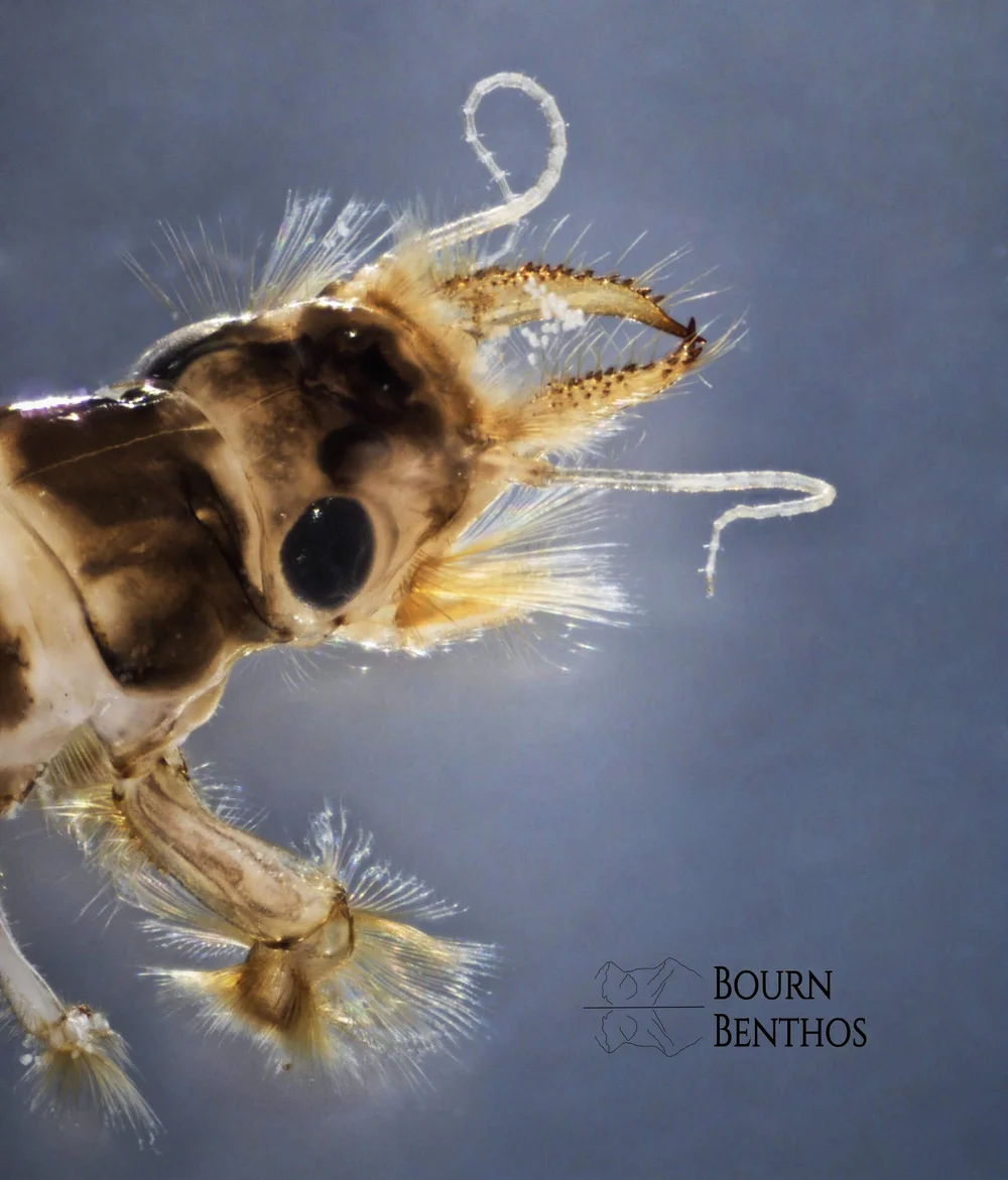 Among the Instars: Ephoron leukon — Bourn Benthos