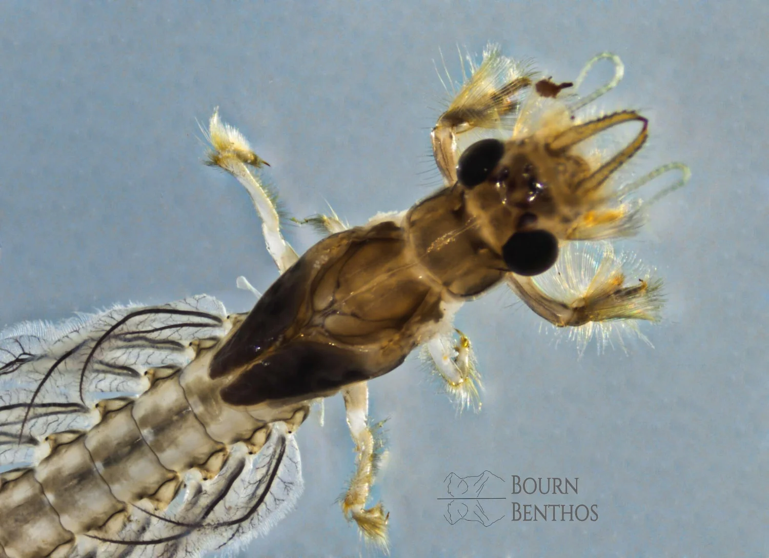 Among the Instars: Ephoron leukon — Bourn Benthos