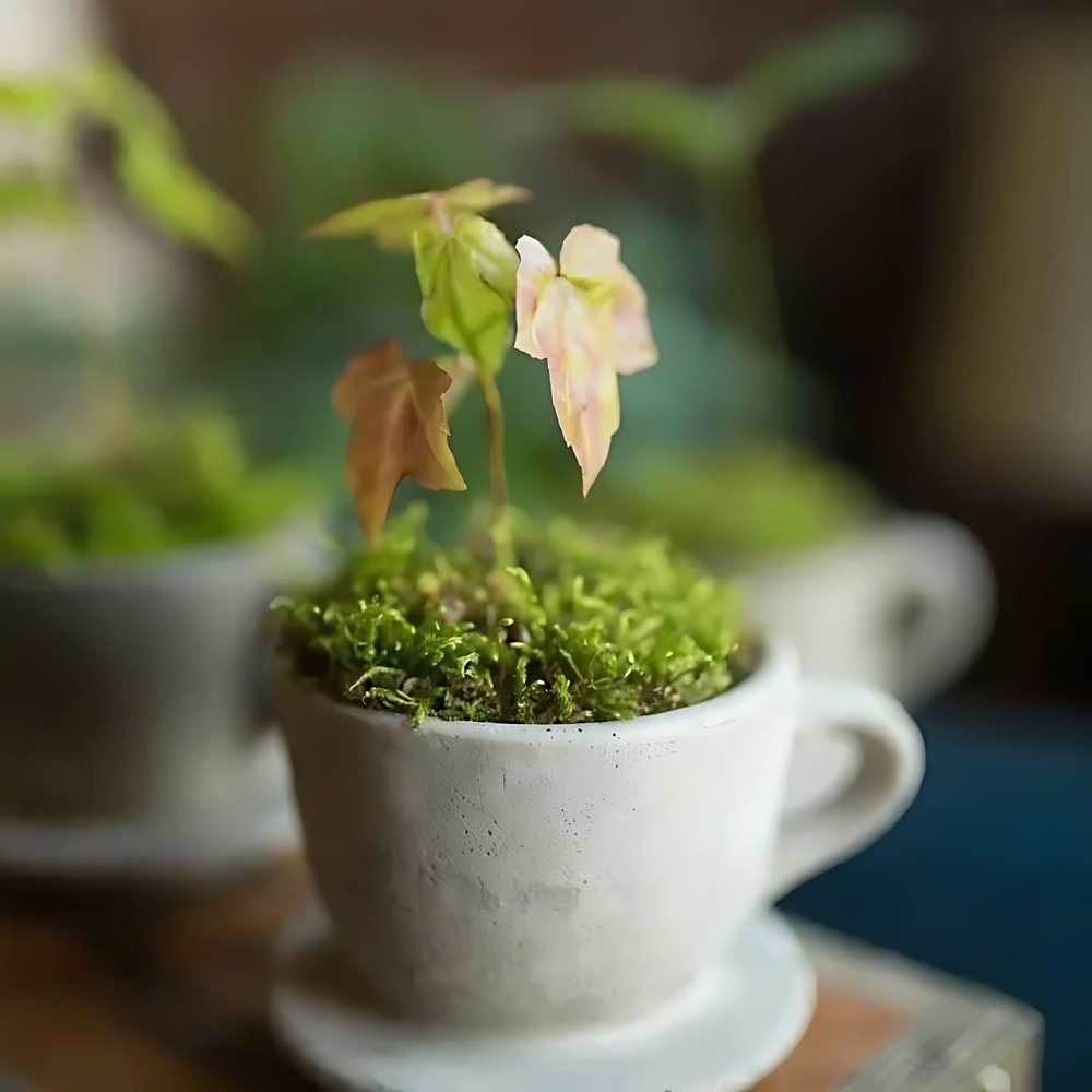 Unique Pots for Sale | The Pot City