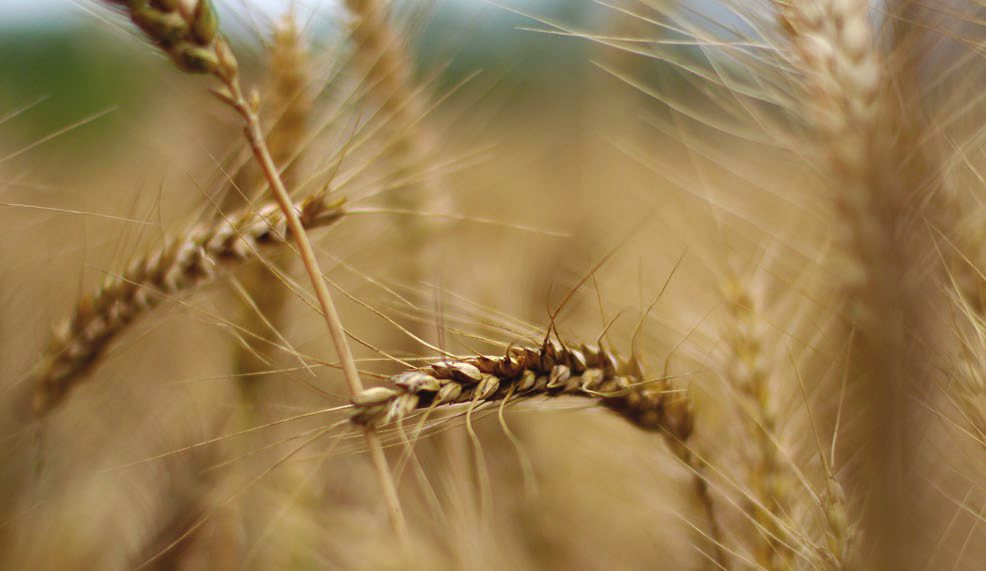 2BeLikeChrist Bible Commentary - Luke Chapter 6 — 2BeLikeChrist