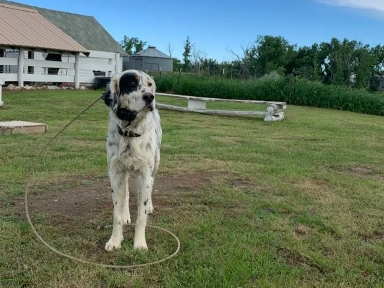 Our Setters — Hickory Hollow Llewellins