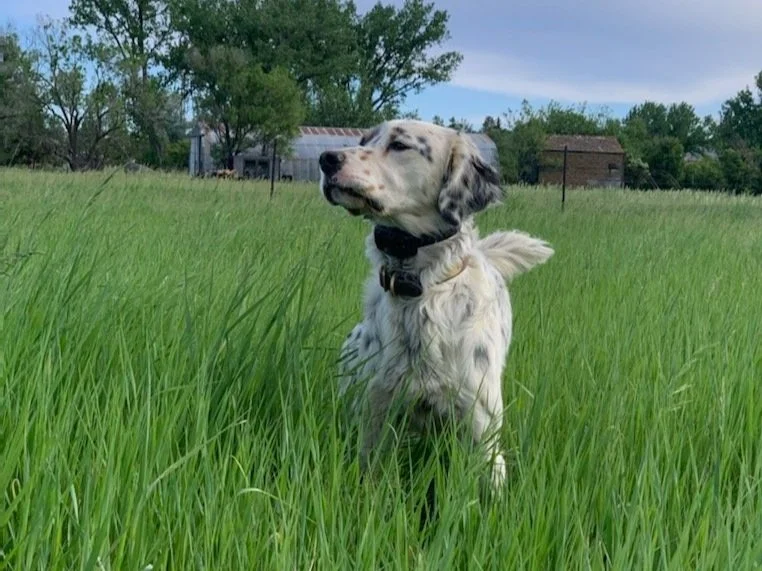 Our Setters — Hickory Hollow Llewellins