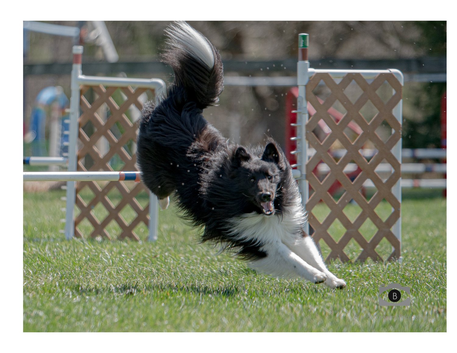 Shetland Sheepdog Club of Greater Baltimore