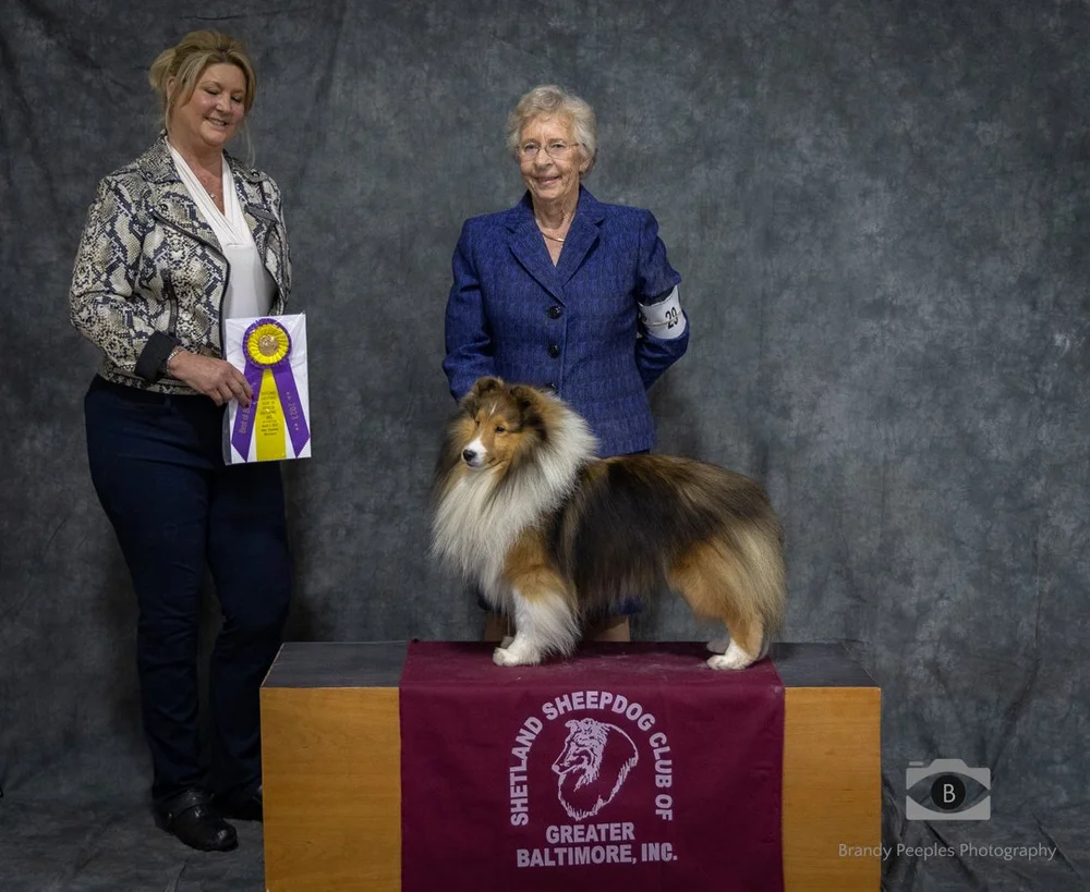 Event Calendar — Shetland Sheepdog Club of Greater Baltimore