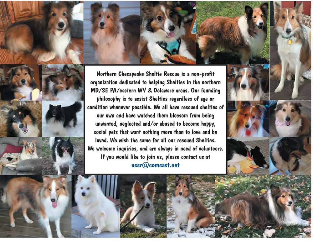 Rescue a Sheltie — Shetland Sheepdog Club of Greater Baltimore