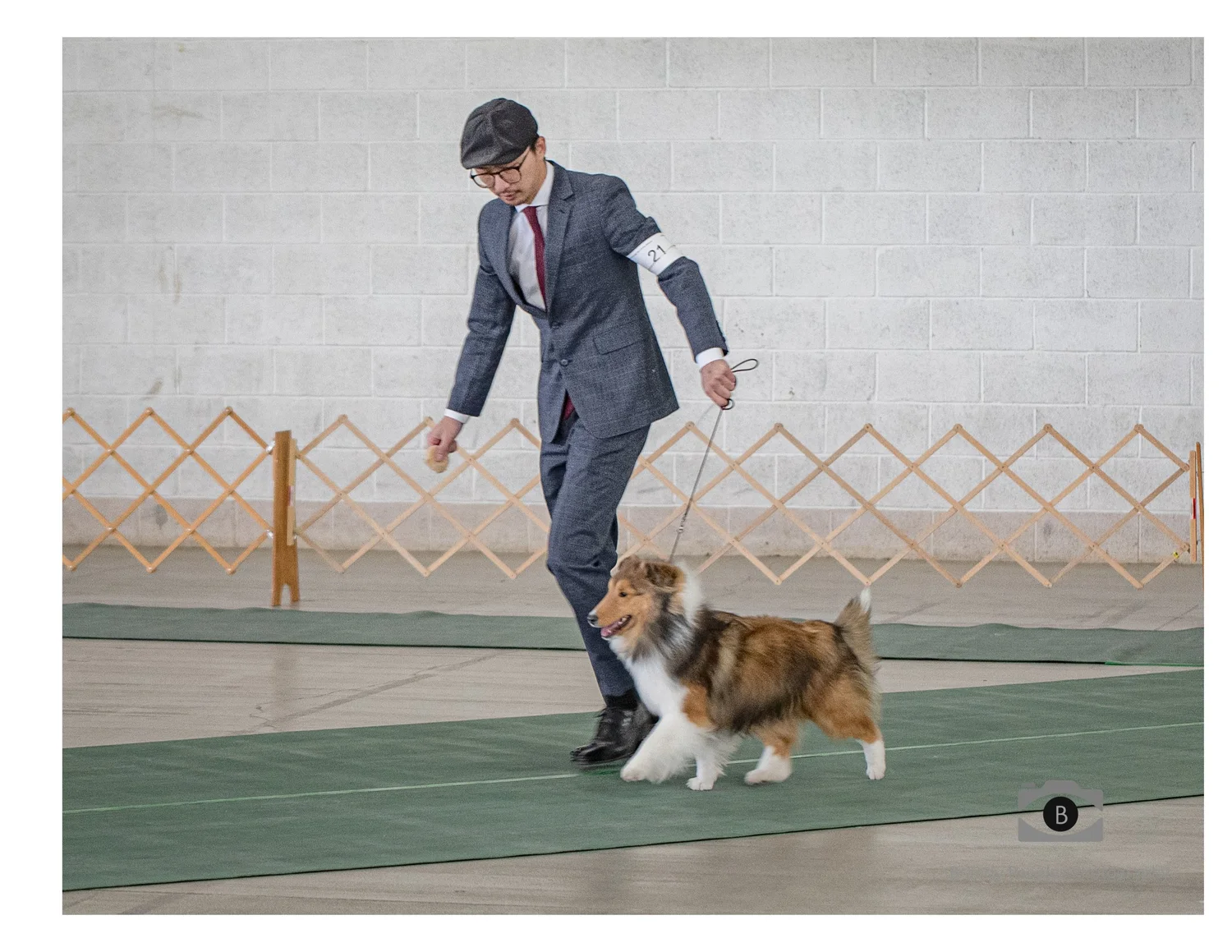 Past Shows — Shetland Sheepdog Club of Greater Baltimore