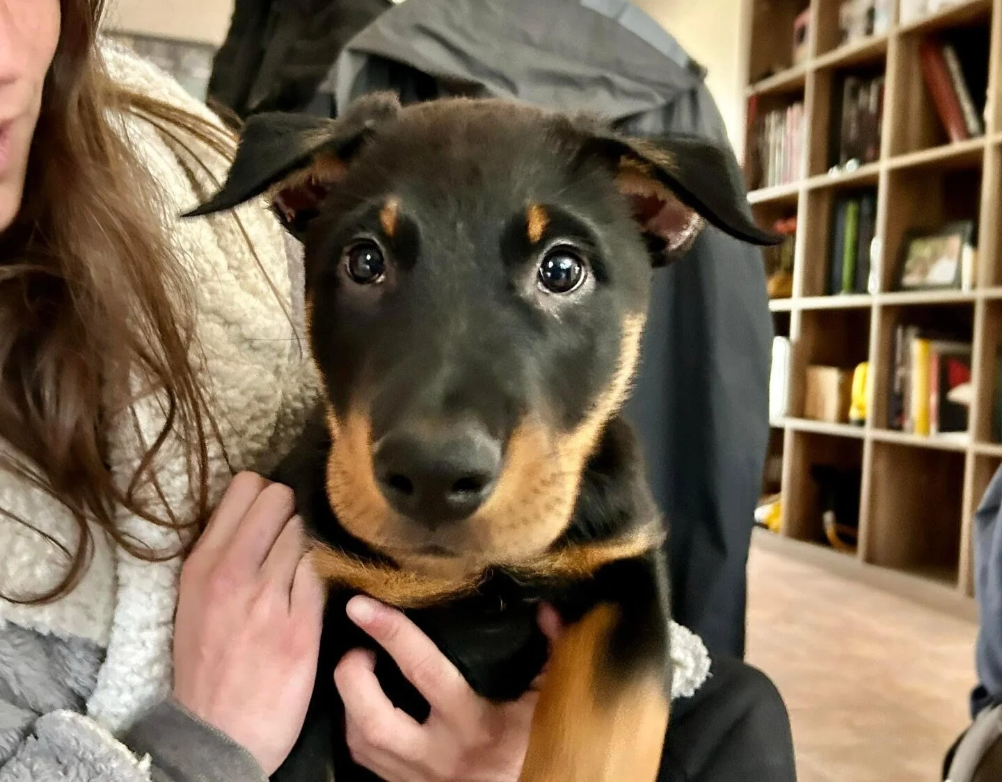 STABLE Dog Training | Santa Clarita