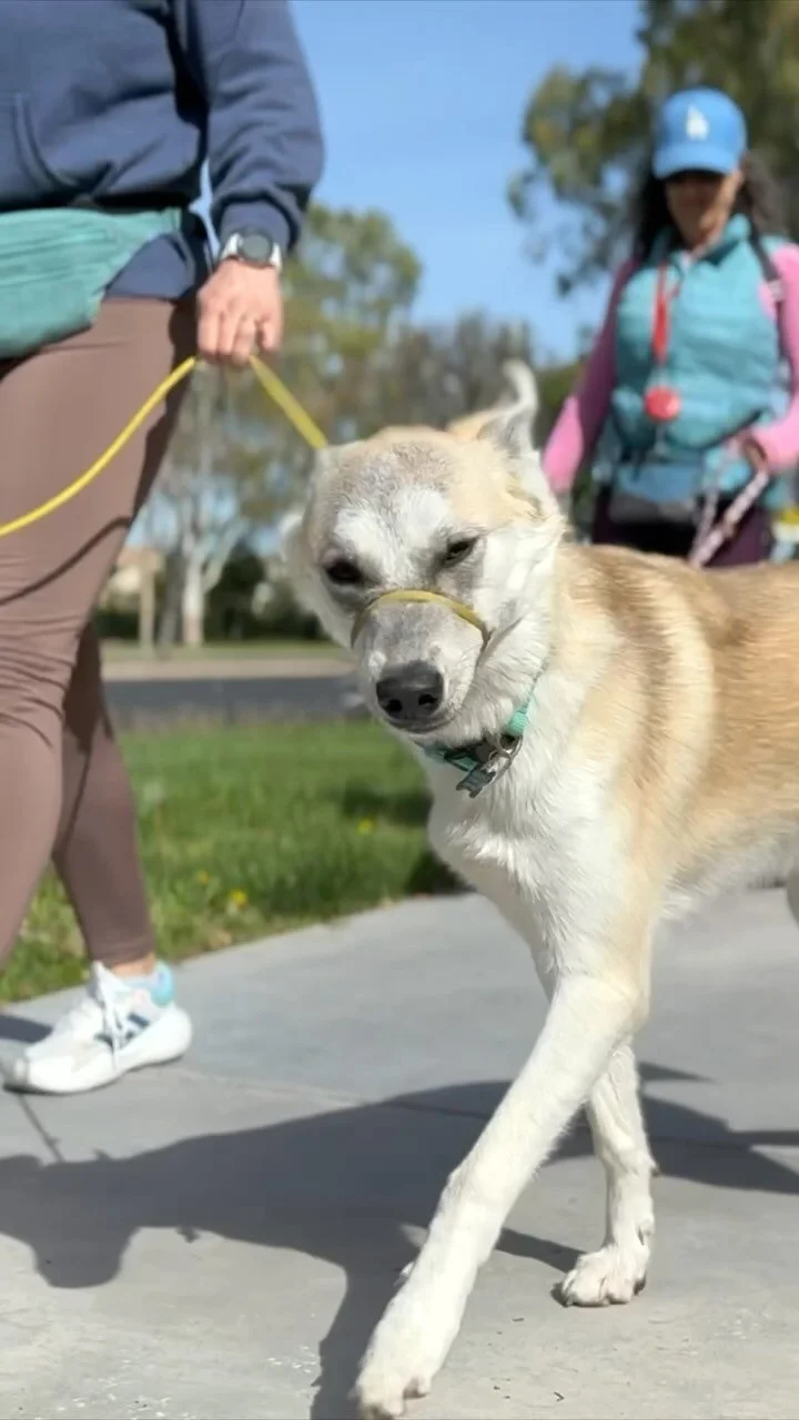 STABLE Dog Training | Santa Clarita