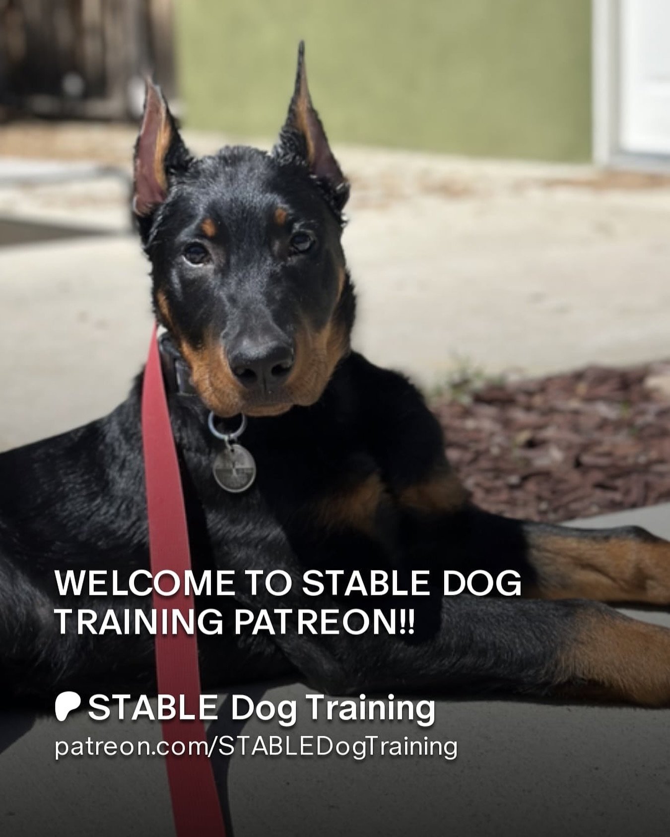 STABLE Dog Training | Santa Clarita