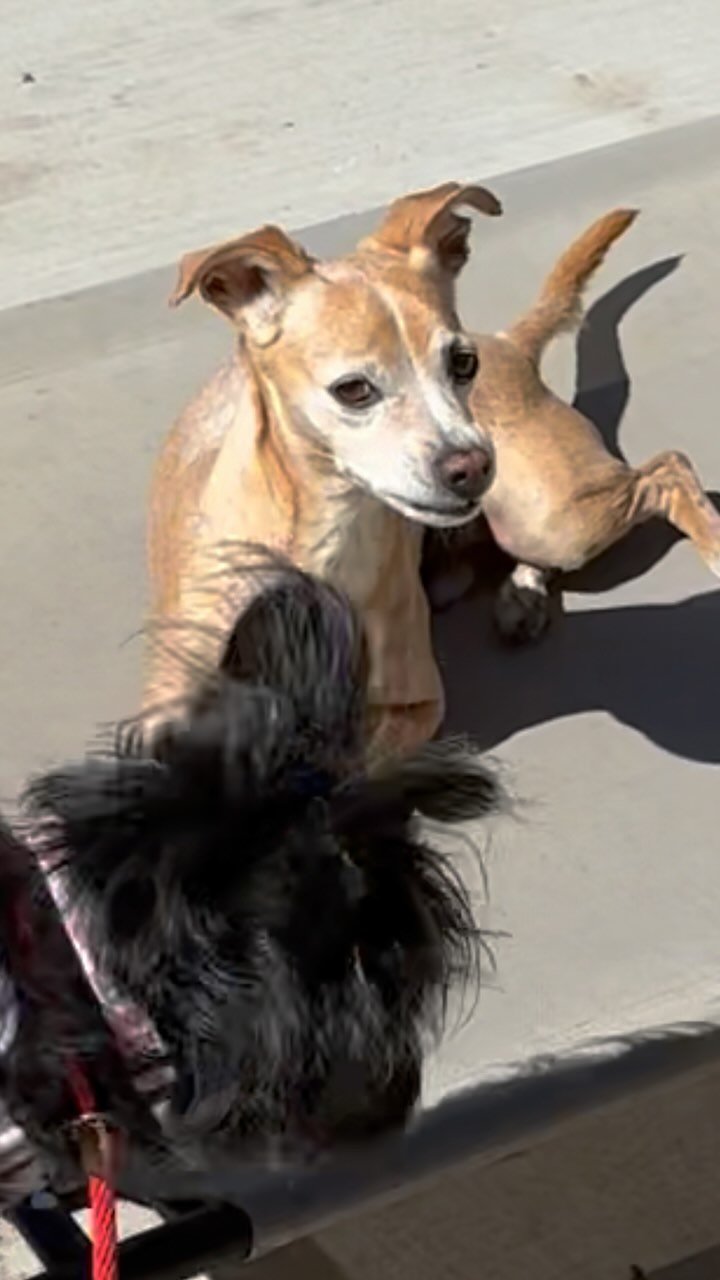 STABLE Dog Training | Santa Clarita