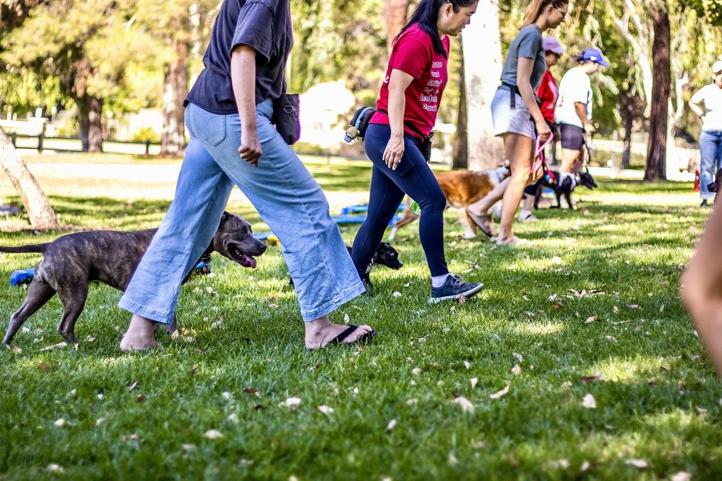 STABLE Dog Training | Santa Clarita