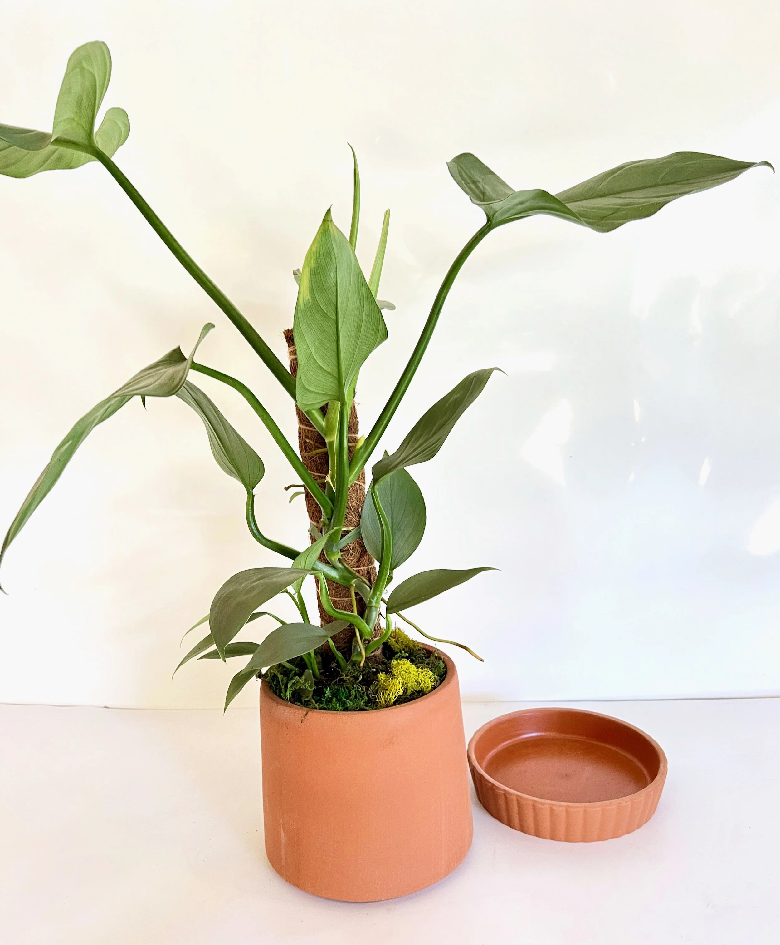 Variegated Hoya Kerrii Trellis — Bloom
