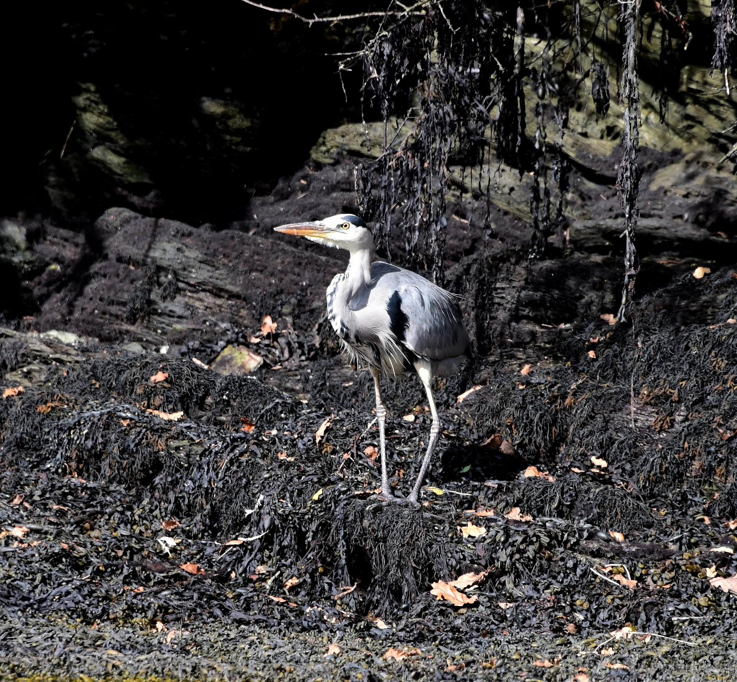 Projects & Surveys — Friends of the Fowey Estuary