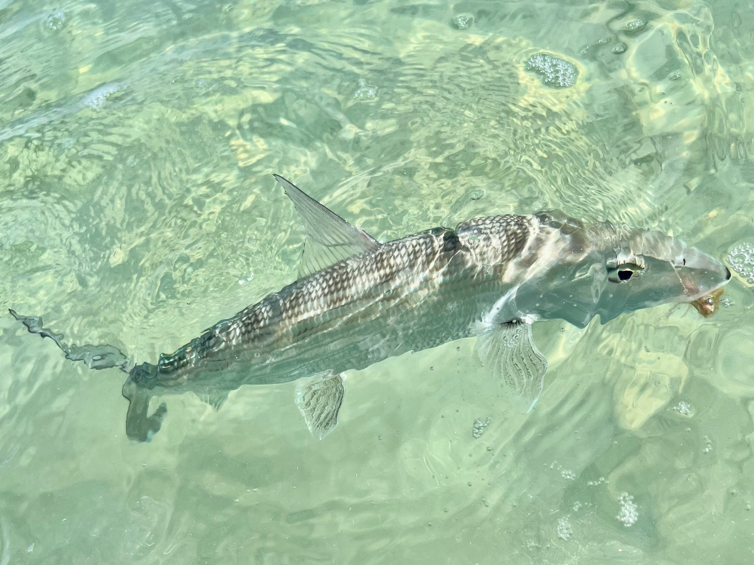 The Fish — Xcalak on the Fly