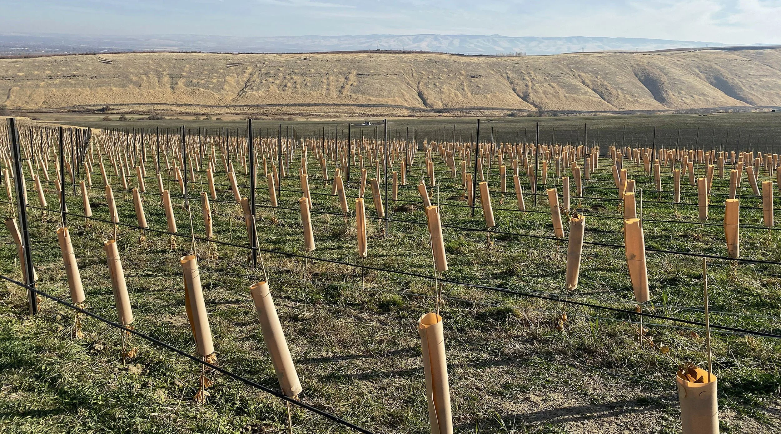 Vines — Echolands Winery