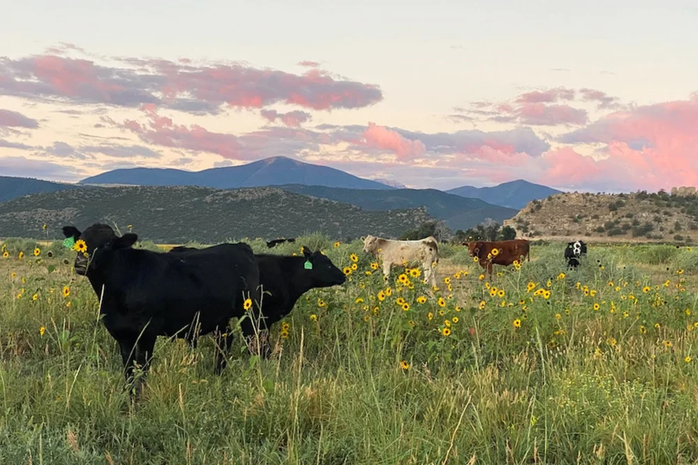 Women In Ranching