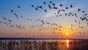 Birds and Light Pollution — Greater Big Bend International Dark Sky Reserve