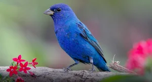 Birds and Light Pollution — Greater Big Bend International Dark Sky Reserve