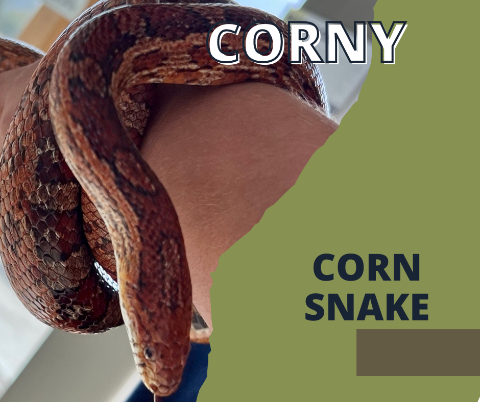 Animal Ambassadors — Cope Environmental Center