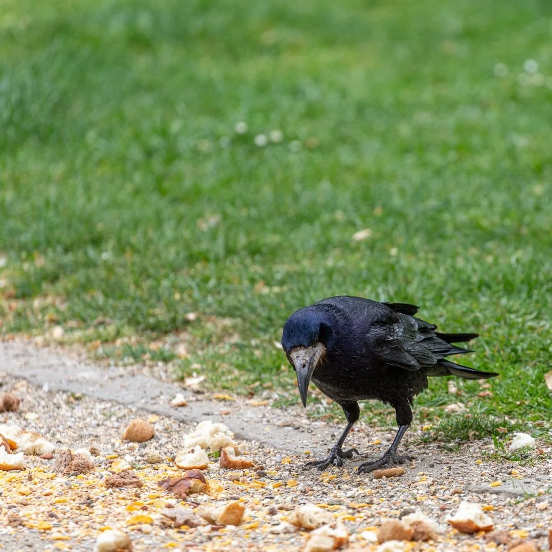 Raven Symbolism And Facts About A Unique Bird — Sweetellabella
