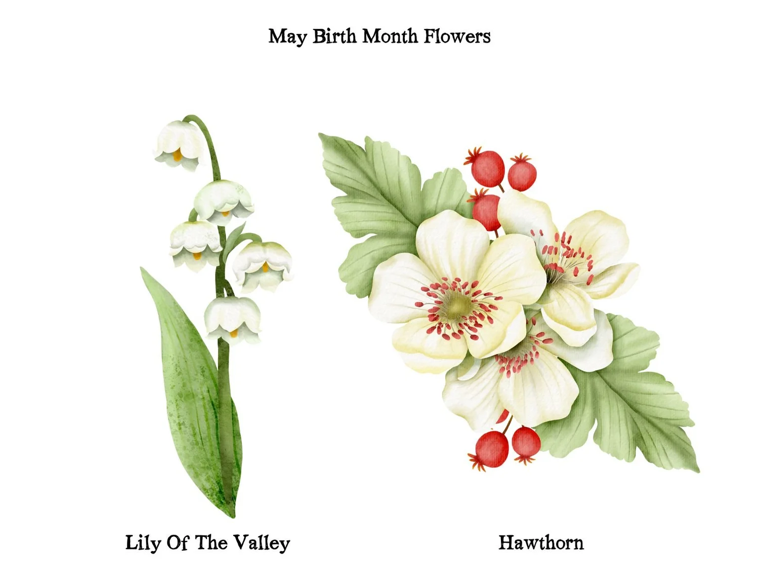 A guide to birth month flowers — Sweetellabella