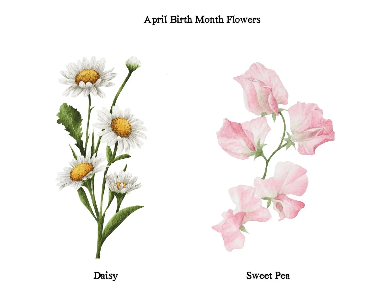 A guide to birth month flowers — Sweetellabella