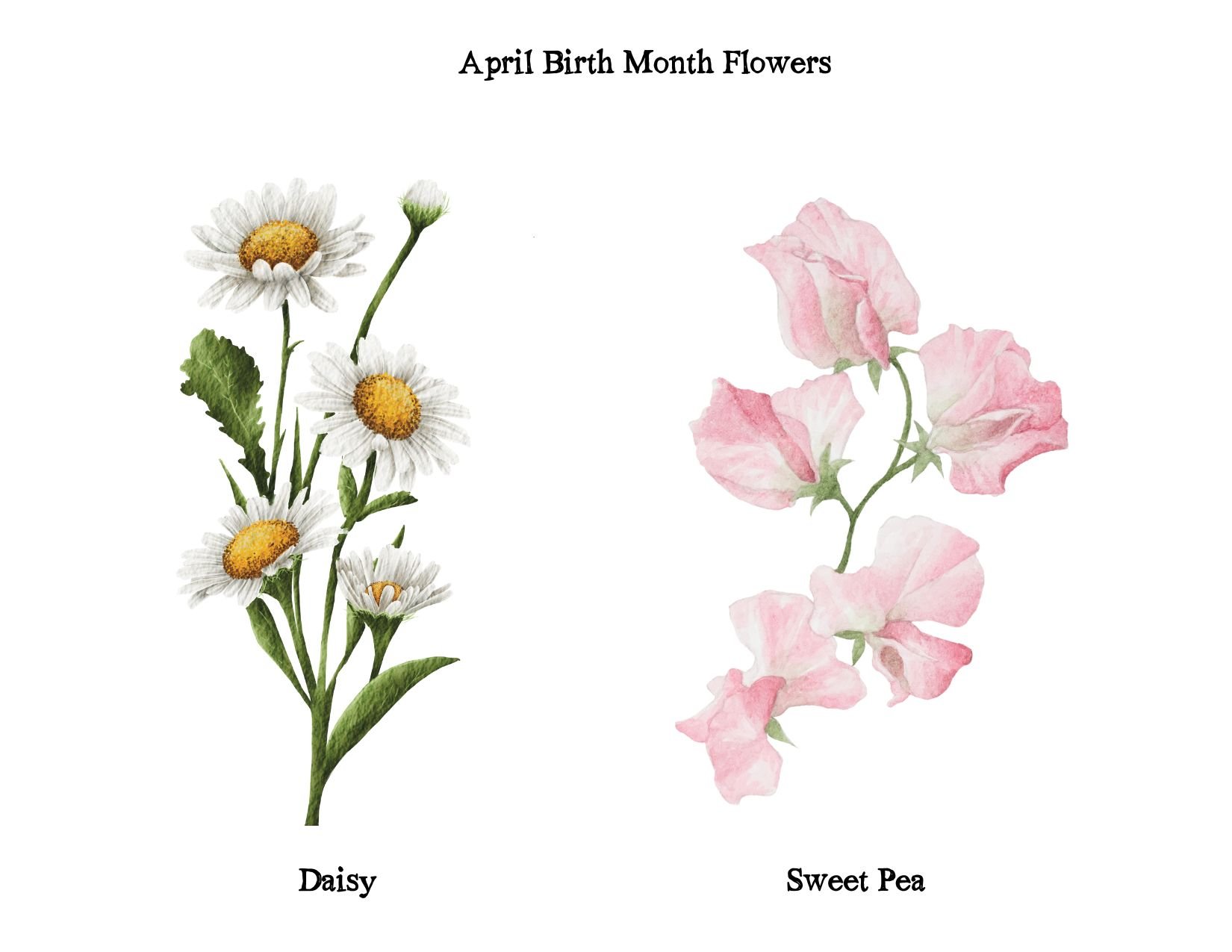 A guide to birth month flowers — Sweetellabella