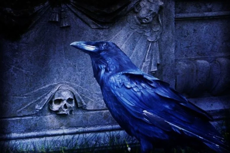 Raven Symbolism And Facts About A Unique Bird — Sweetellabella