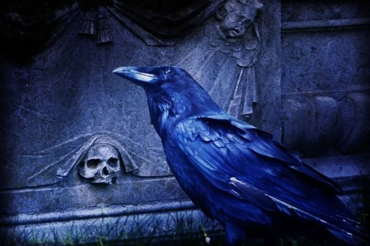 Raven Symbolism And Facts About A Unique Bird — Sweetellabella