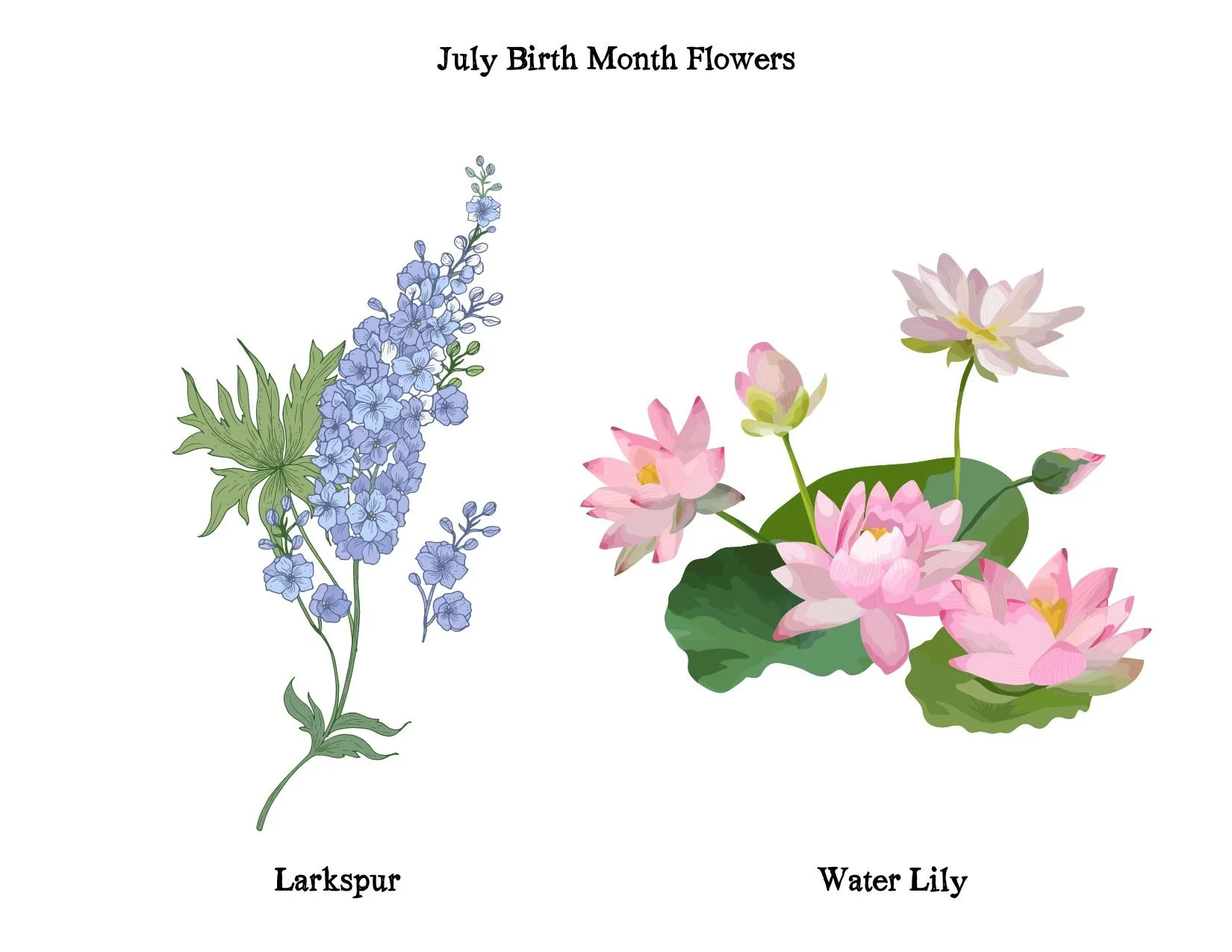A guide to birth month flowers — Sweetellabella