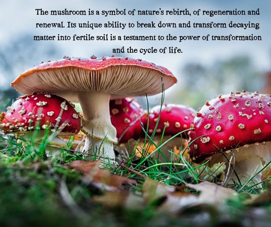 The Magical World of Mushrooms: Discovering the Wonders of Earth's ...