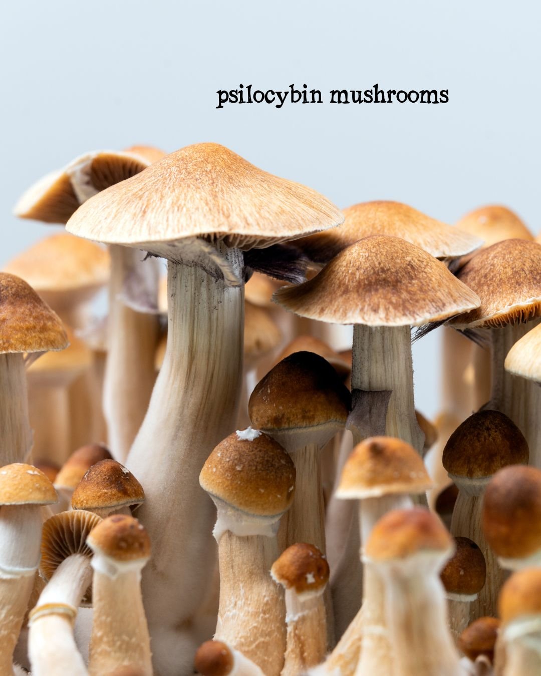 The Magical World of Mushrooms: Discovering the Wonders of Earth's ...