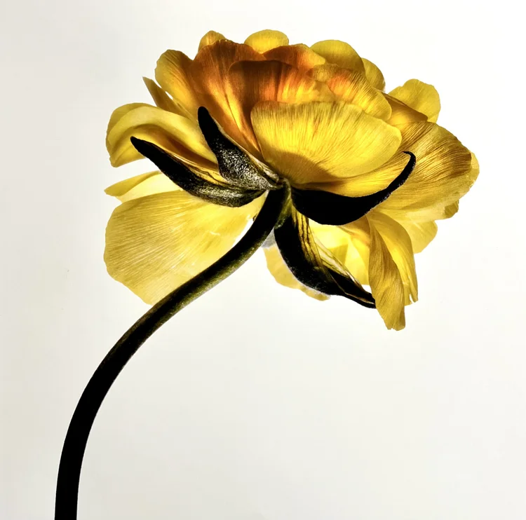 Sea Cliff Arts Council