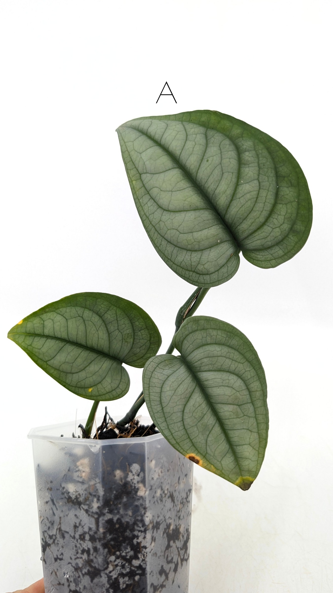 Anadendrum Affine — The Leaf Gallery