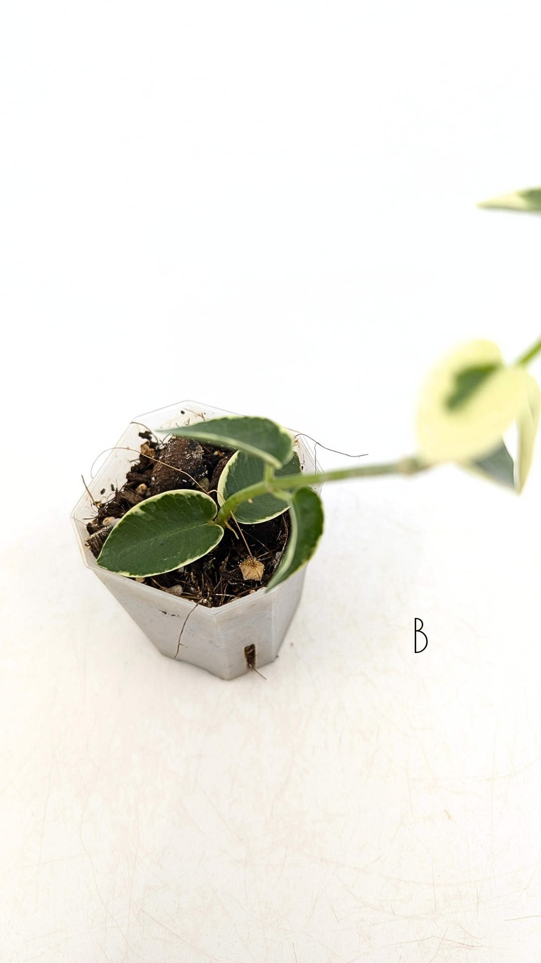 Hoya Cumingiana Albo — The Leaf Gallery