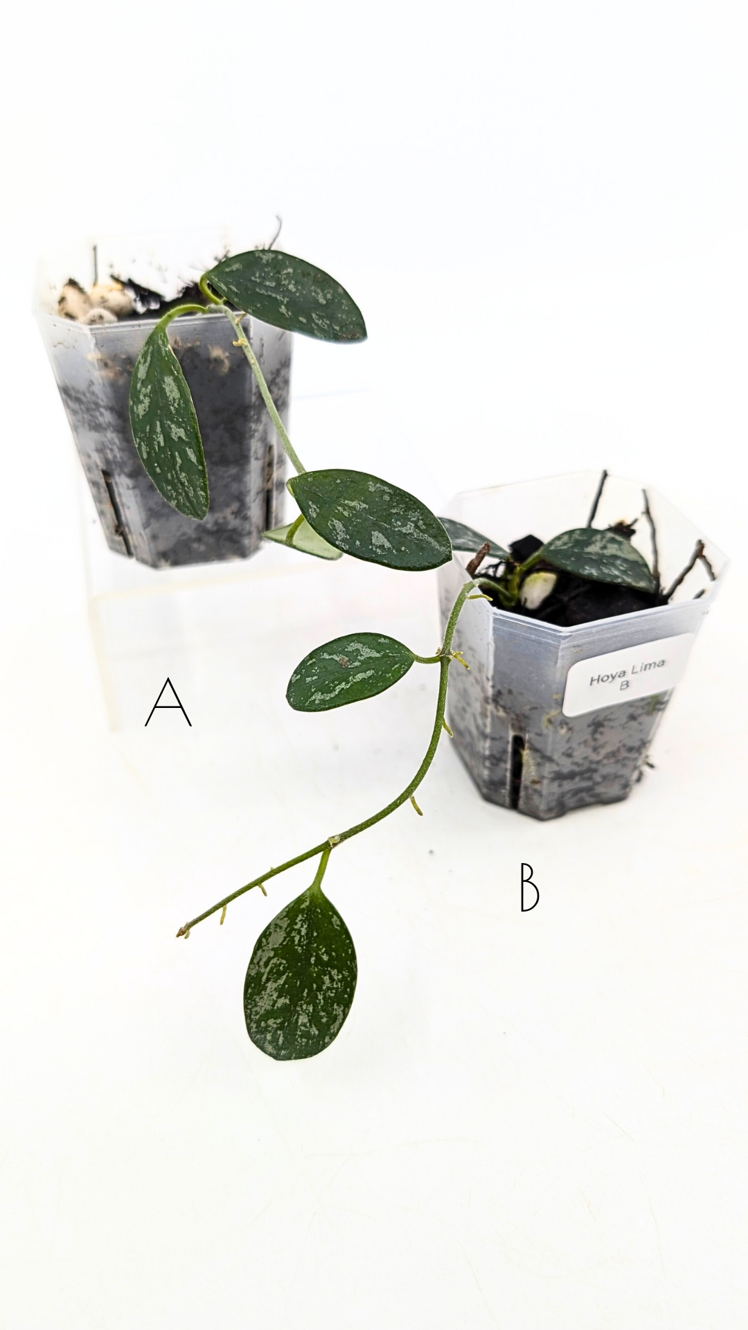 Hoya Lima Splash — The Leaf Gallery