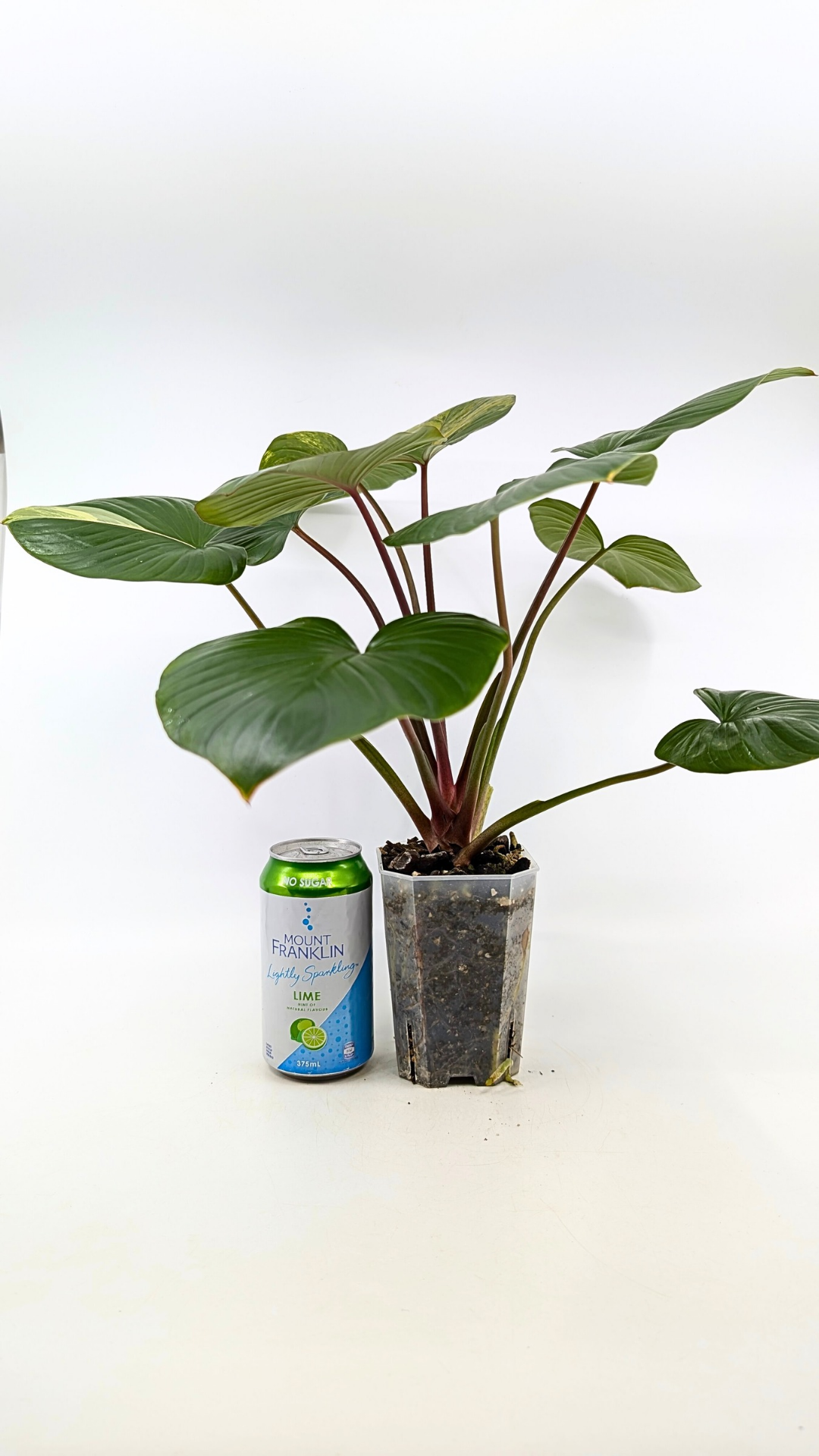 Homalomena Rubescens Varigated — The Leaf Gallery