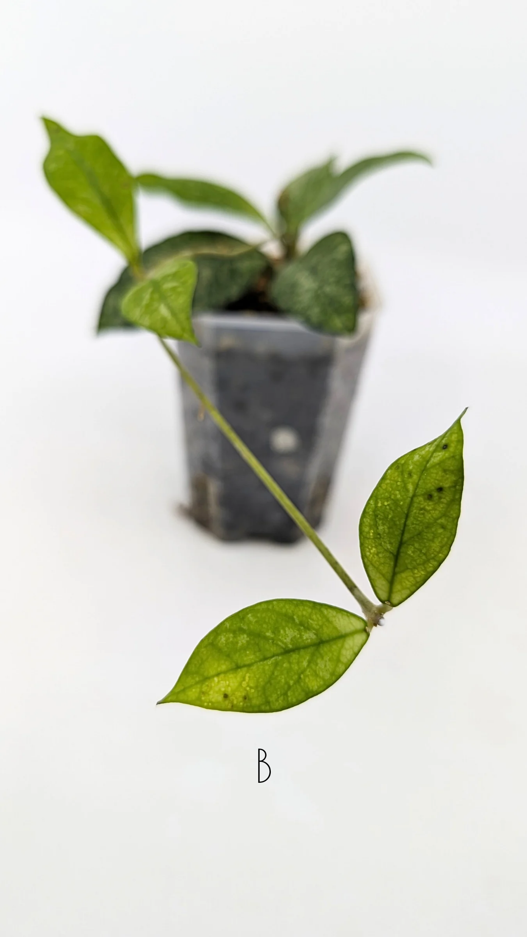 Hoya Crassipetiolata Splash — The Leaf Gallery