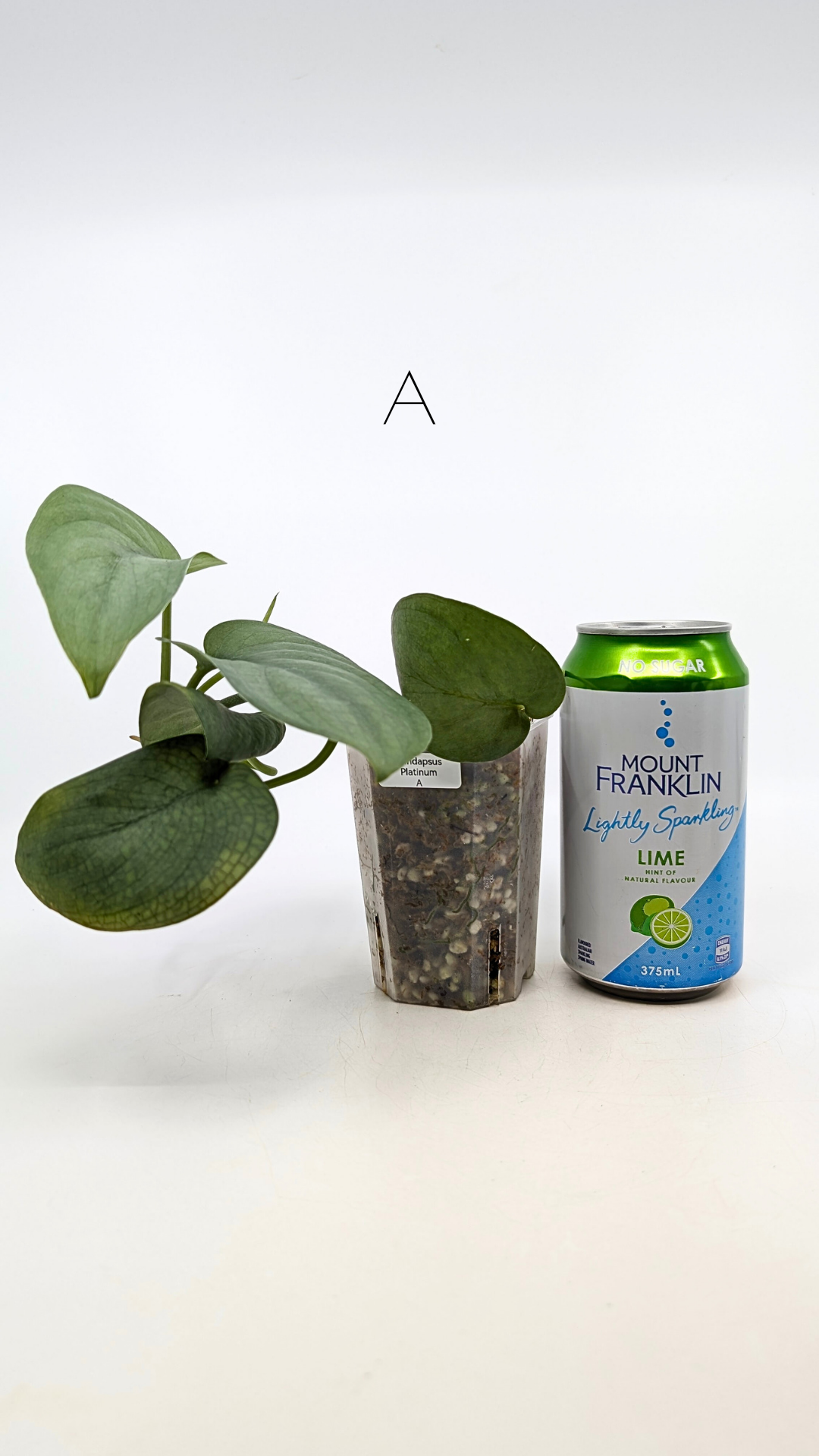 Scindapsus Platinum — The Leaf Gallery