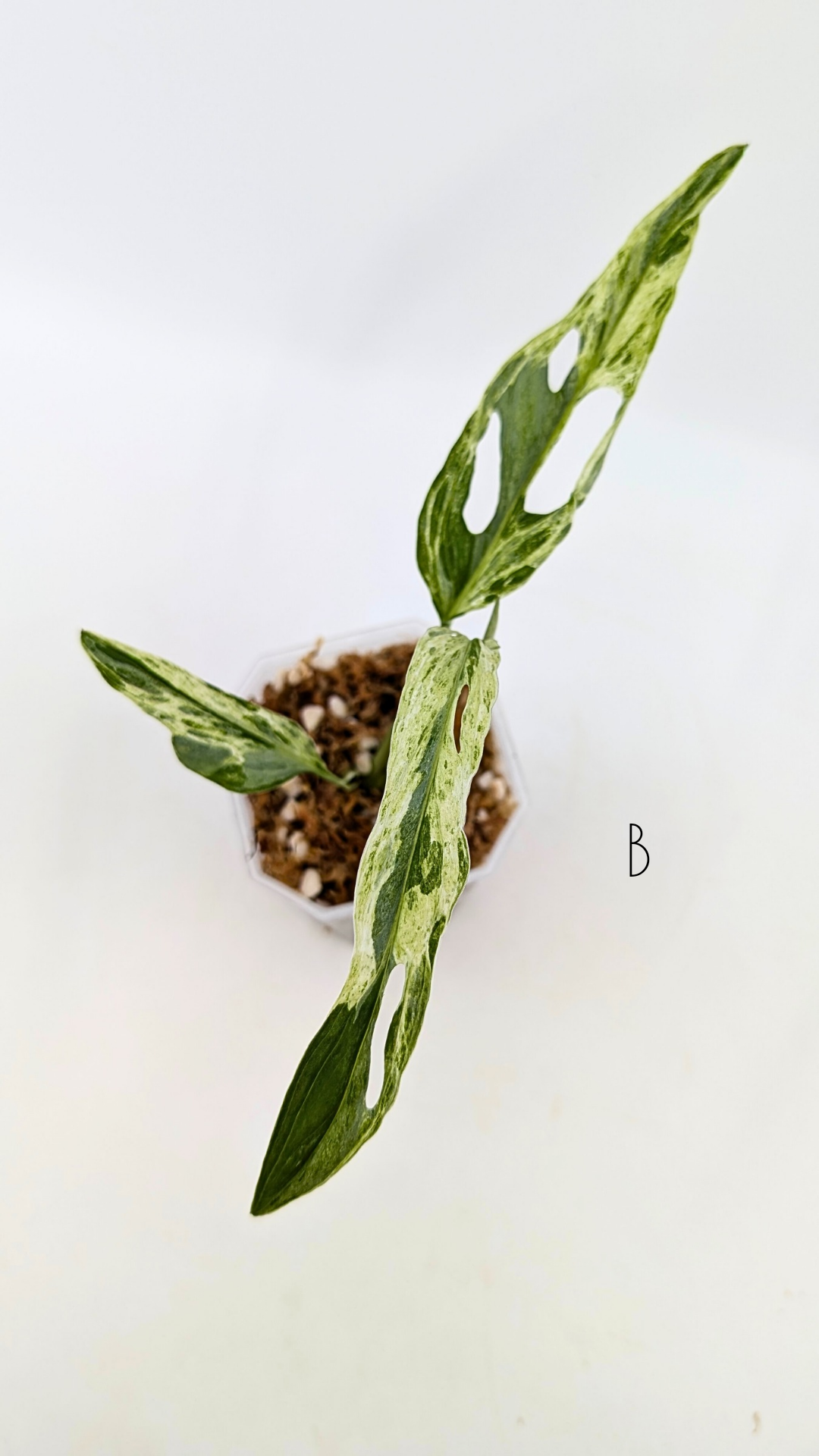 Monstera Adansonii Mottled Mint Varigation Indonesian Form — The Leaf ...