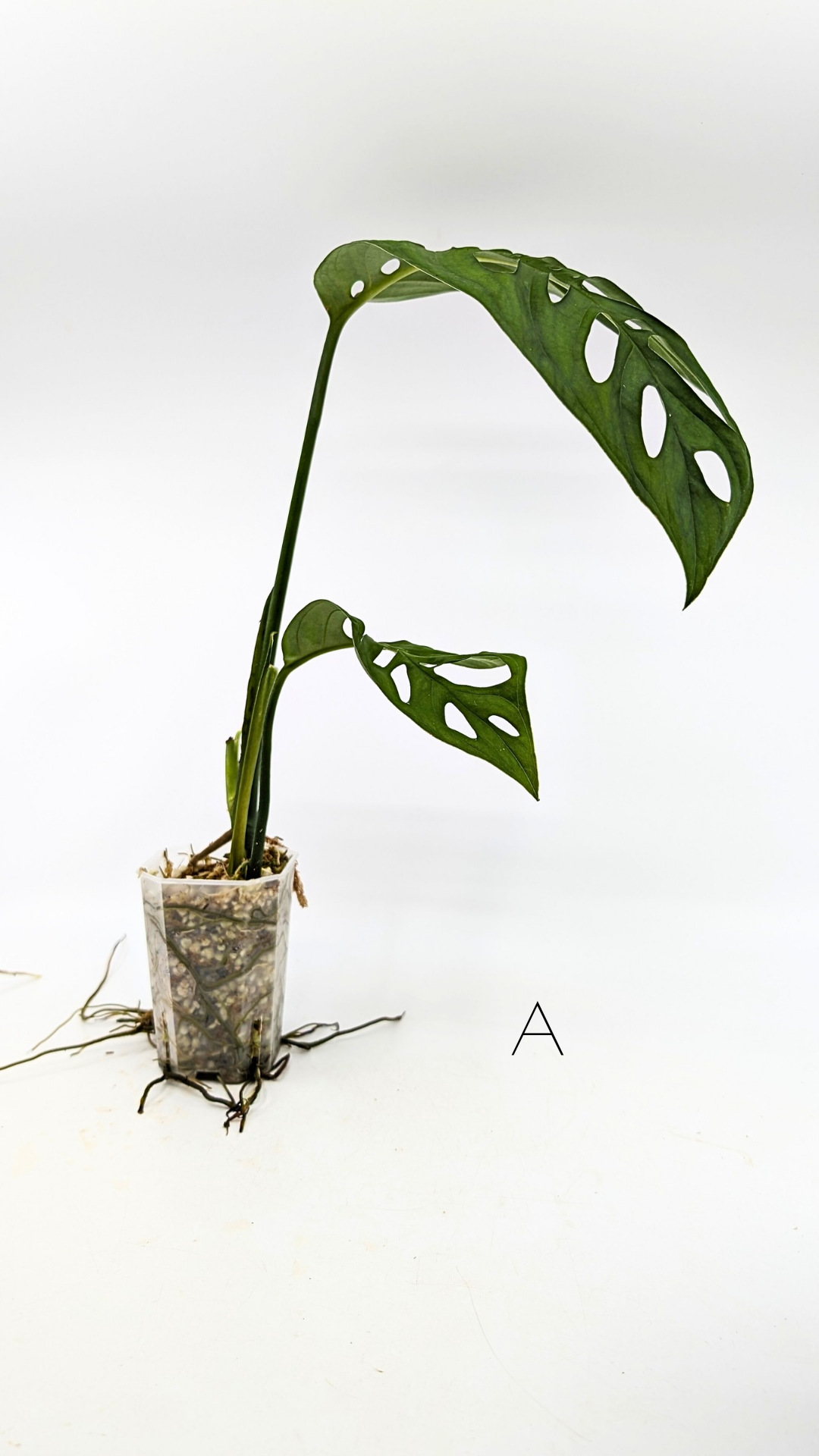 Monstera Esqueleto or Monstera Epipremnoides — The Leaf Gallery