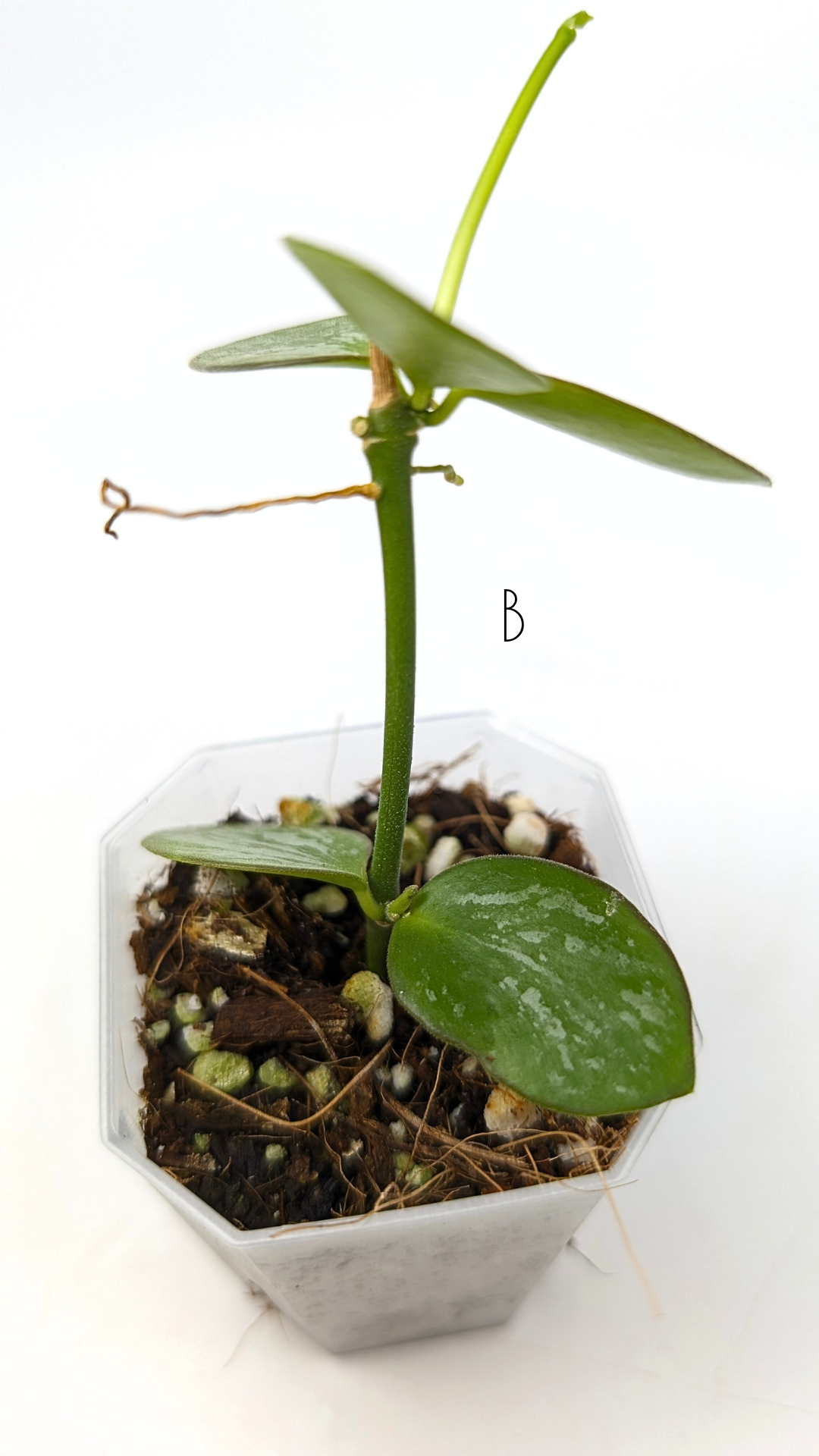 Hoya Collina Biak Irian Jaya IML1187 — The Leaf Gallery