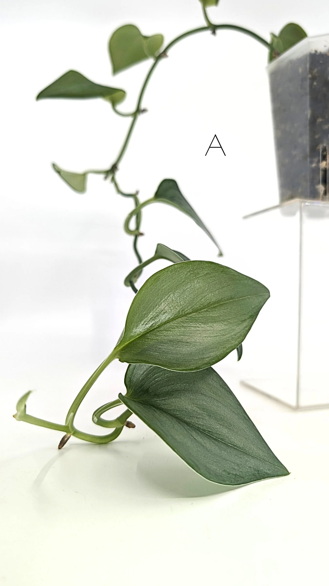 Scindapsus Treubii Moonlight Sp Sumatra — The Leaf Gallery