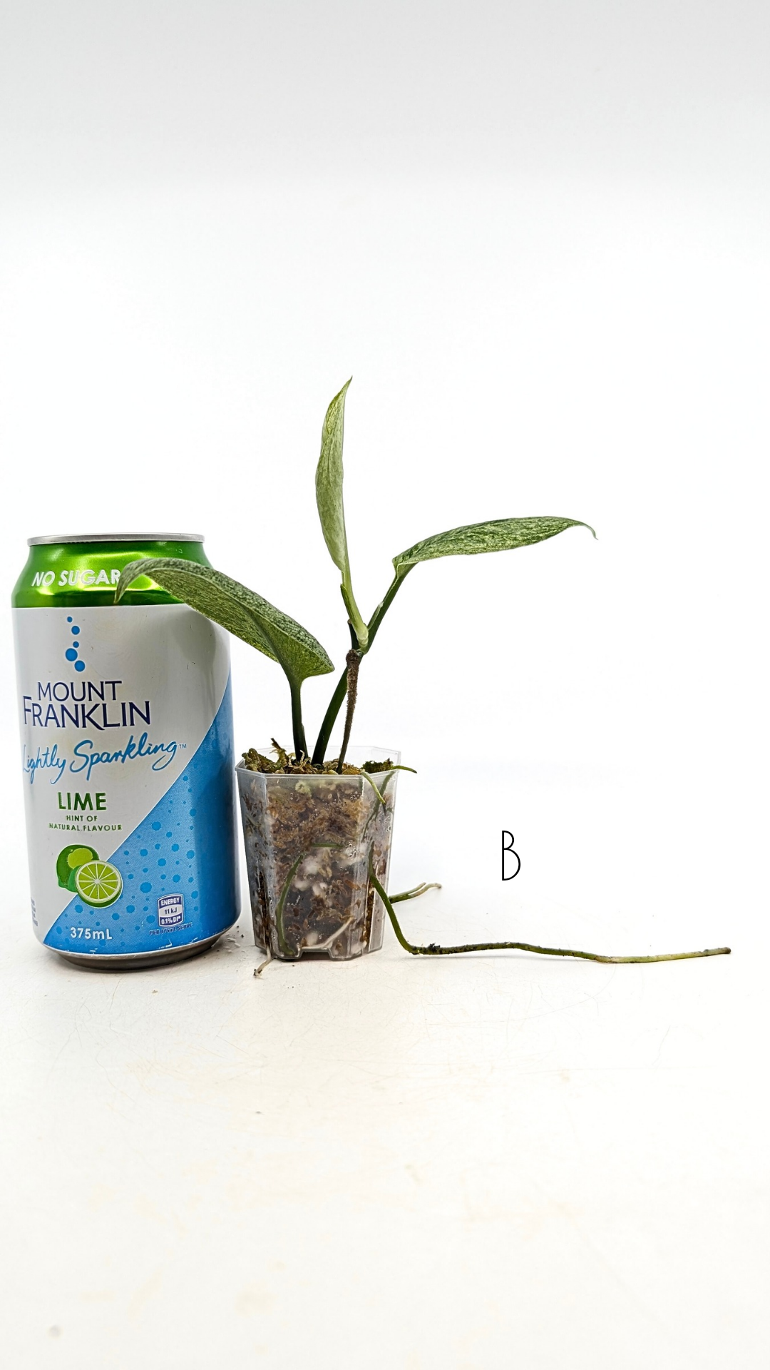 Scindapsus Treubii Moonlight Mint Varigated — The Leaf Gallery