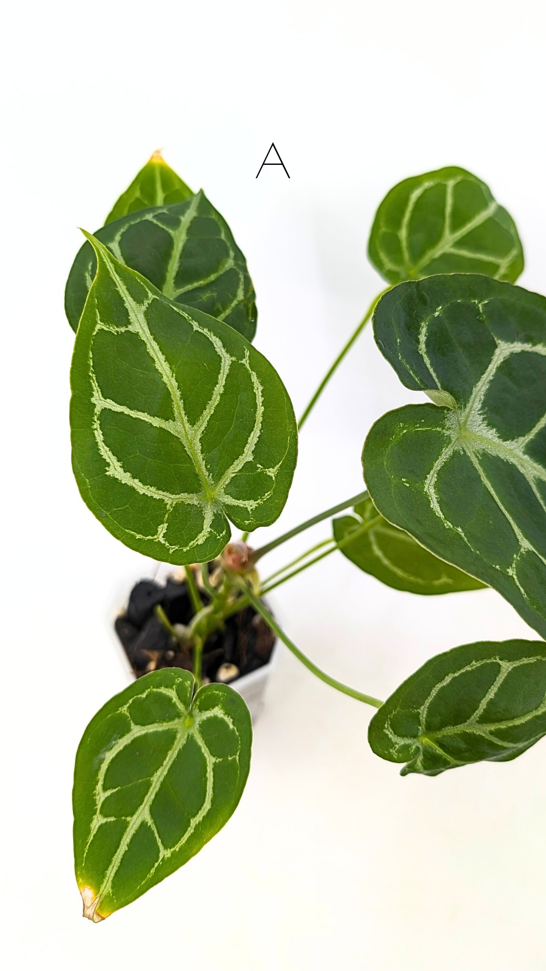 Anthurium Hybrid Dark Forgetii X Silver Blush — The Leaf Gallery