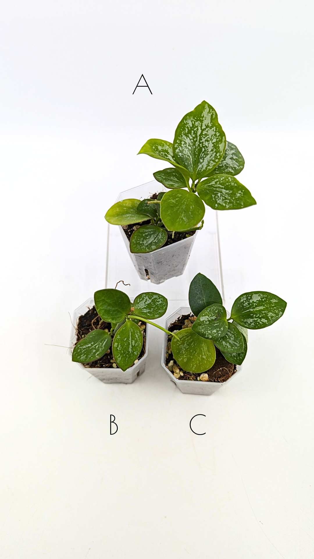 Hoya Collina Biak Irian Jaya IML1187 — The Leaf Gallery