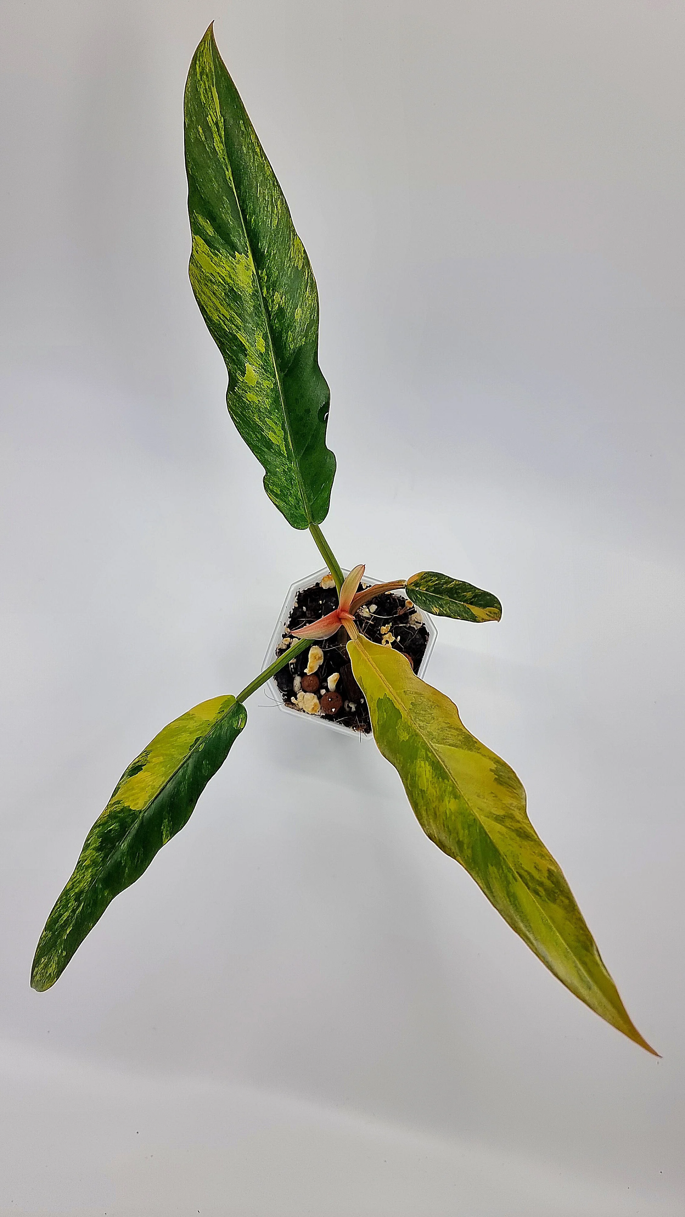 Super rare Philodendron Caramel Marble. — The Leaf Gallery