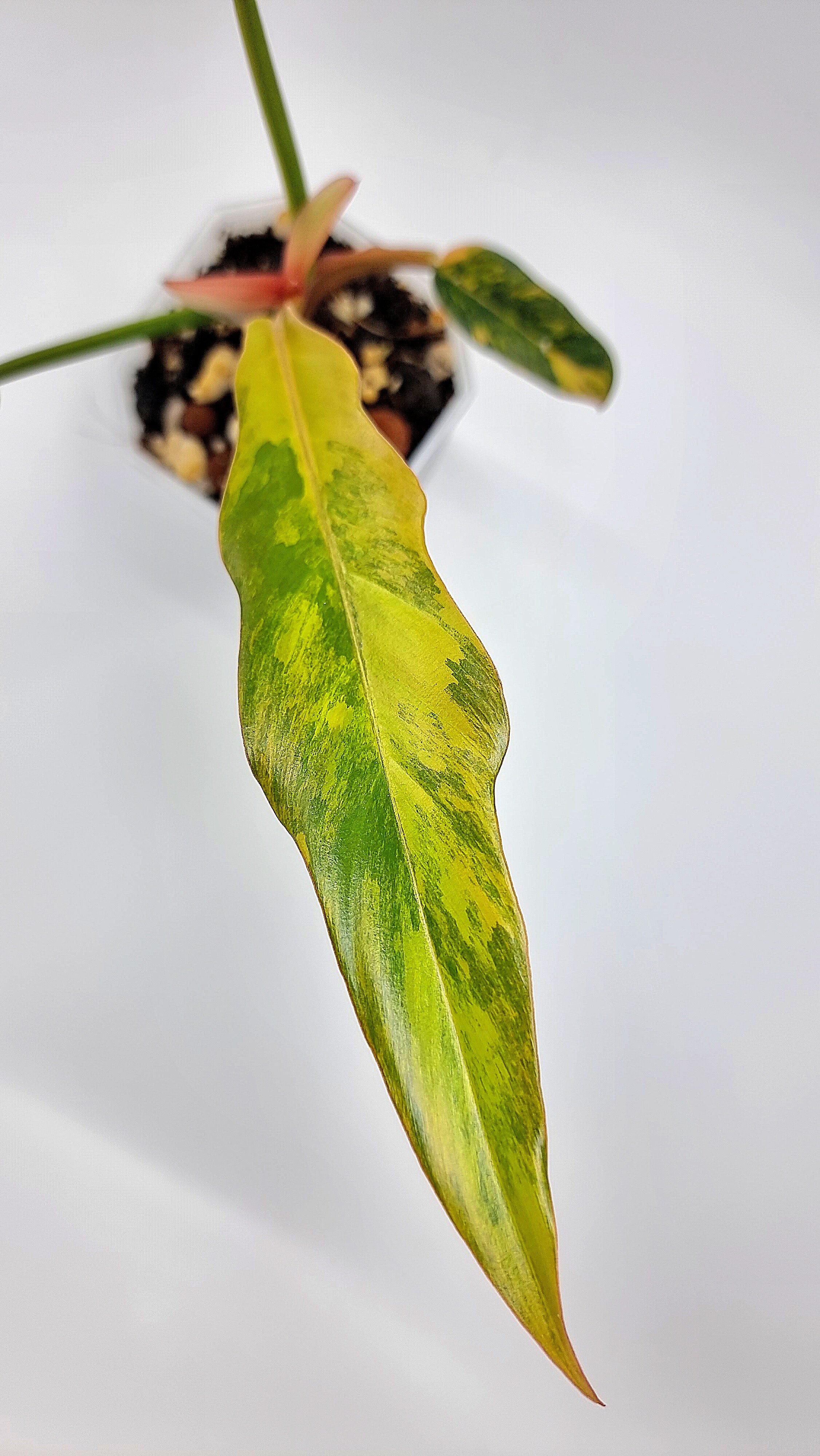 Super rare Philodendron Caramel Marble. — The Leaf Gallery